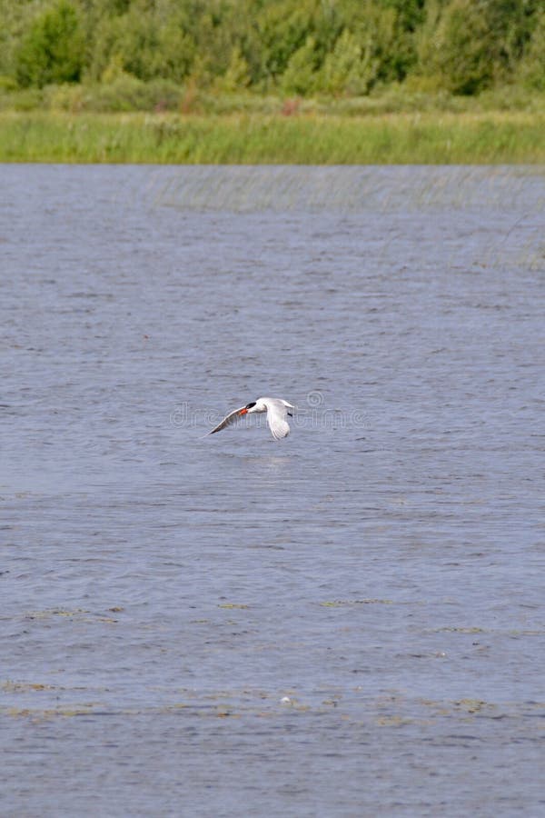 Caspian Tern (Hydroprogne Caspia) Flying Over Water at Tiny Marsh Stock ...