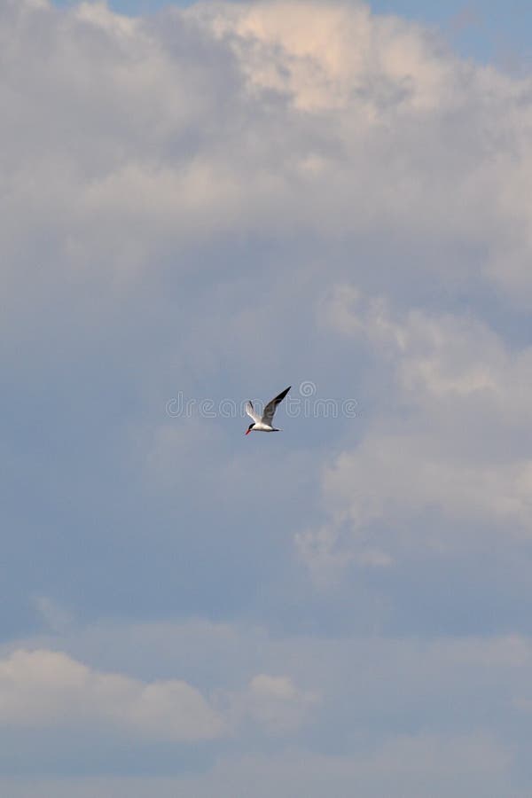 Caspian Tern (Hydroprogne Caspia) Flying Overhead at Tiny Marsh Stock ...