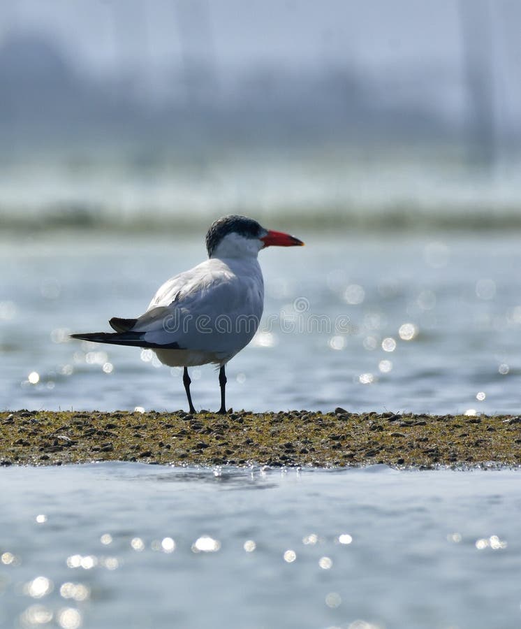 Caspian Tern is the Largest Tern in the World Stock Photo - Image of ...