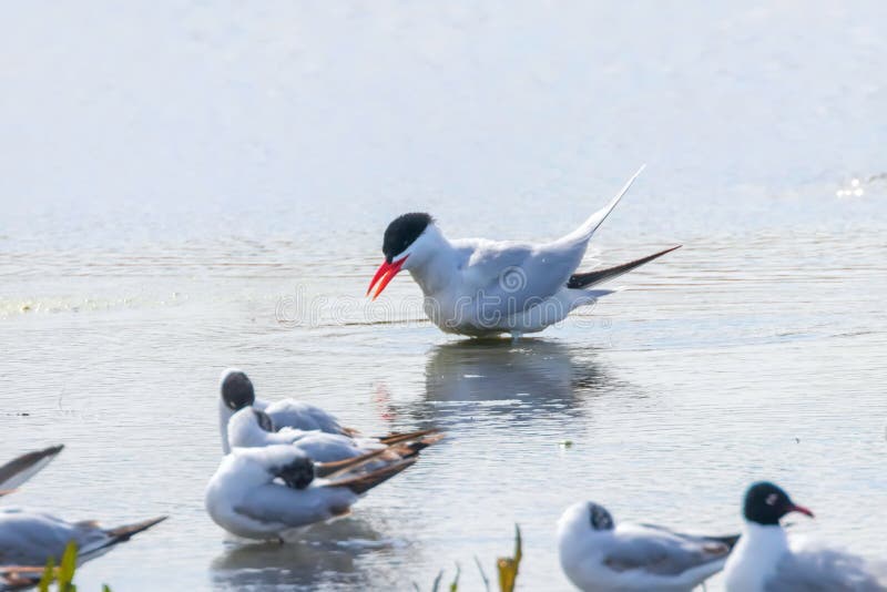 Caspian Tern Resting on Water Surface Stock Photo - Image of season ...