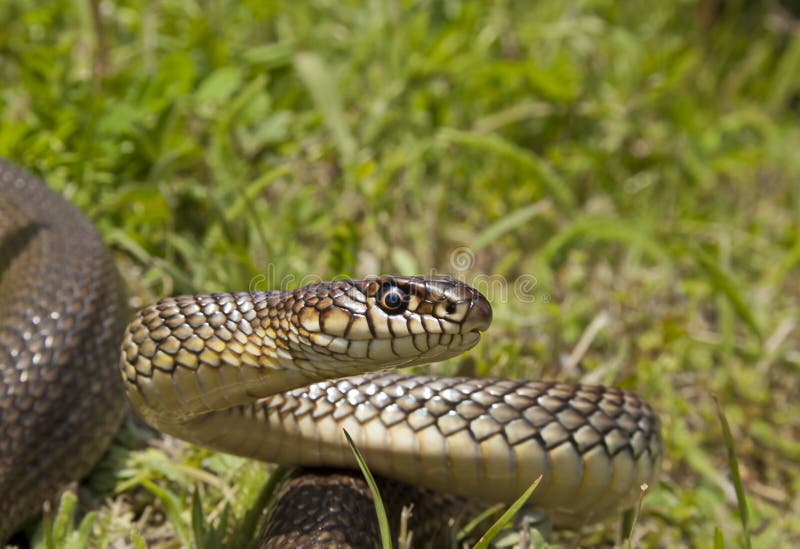 Caspian whip snake stock photo. Image of venomous, whip - 19573366