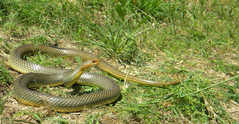 Caspian Whipsnake - 1.7 M Long Stock Image - Image of caspius ...