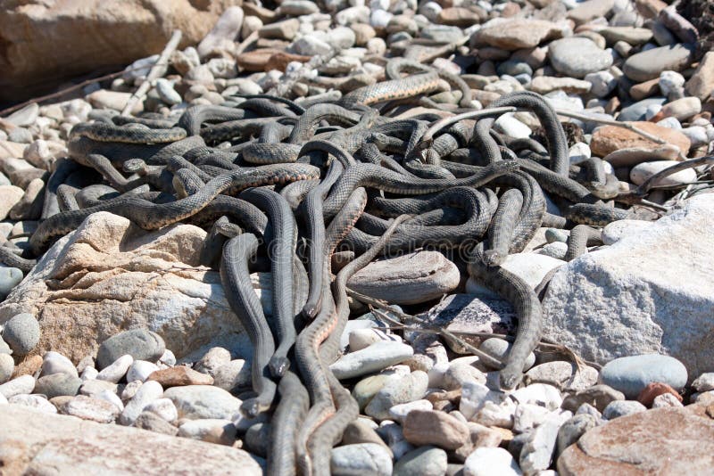 The Caspian whipsnake stock image. Image of diones, coluber - 128228737