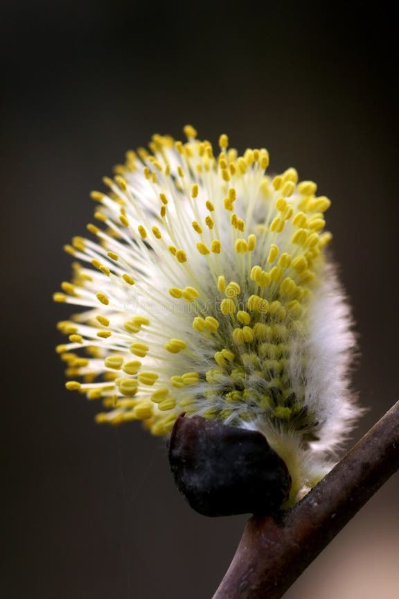 Caspian willow stock photo. Image of tree, nature, macro - 10965816