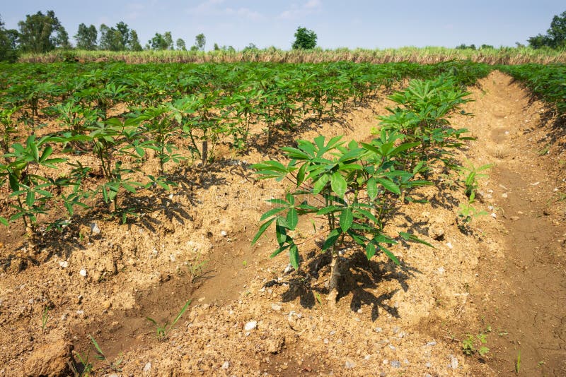 Cassava Agriculture stock photo. Image of plant, landscape - 154286408