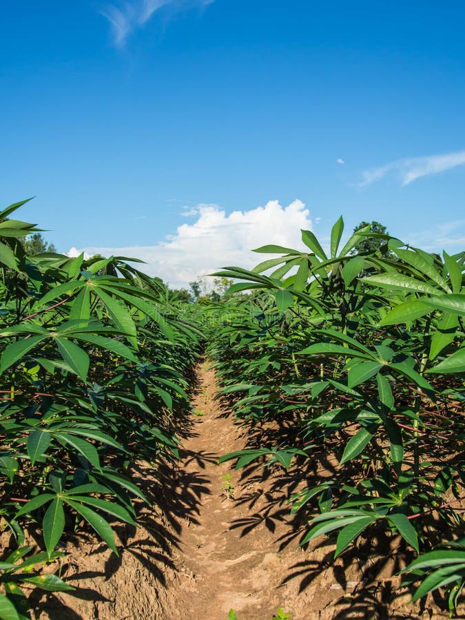 200 Cassava Crops Stock Photos - Free & Royalty-Free Stock Photos from ...