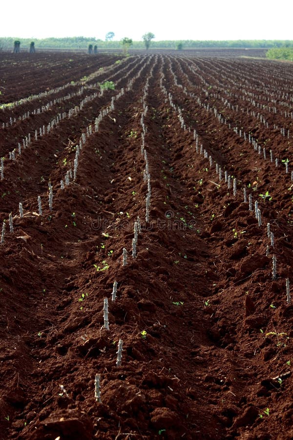 Cassava farm stock image. Image of tapioca, field, farm - 14766163