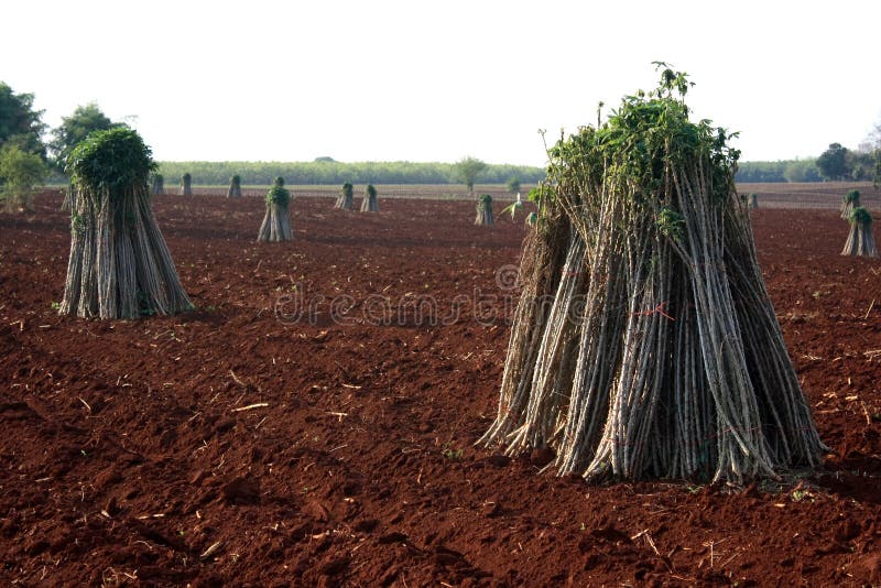 Cassava farm stock image. Image of crop, life, stalk - 14766163