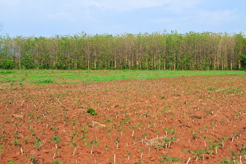 Cassava farm stock image. Image of farmland, long, field - 18971667
