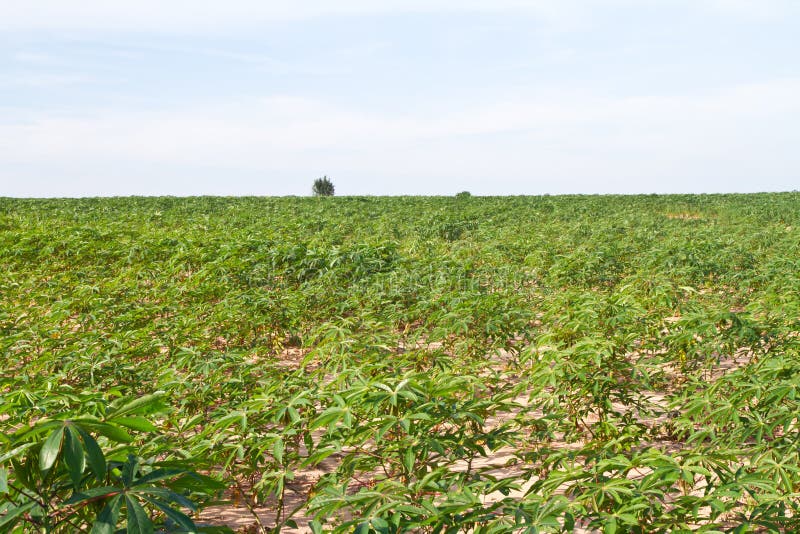 Cassava farm stock photo. Image of agriculture, growth - 28497890