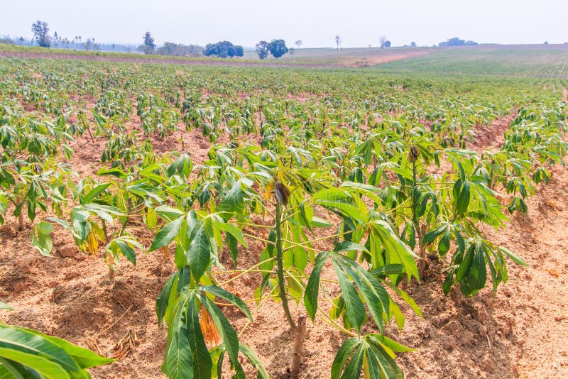 Cassava farm stock photo. Image of beauty, country, decorative - 37636814