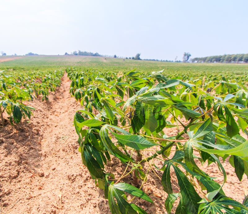 Cassava farm stock photo. Image of grass, fresh, life - 37636848