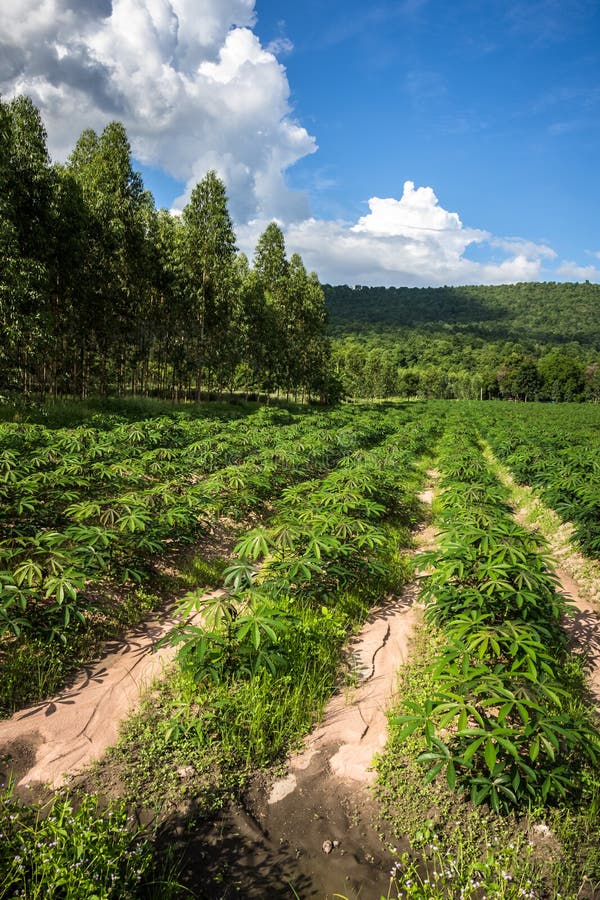 Cassava farm stock image. Image of countryside, thailand - 32703371