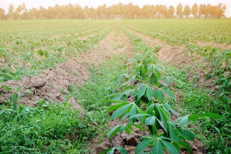Cassava Farm with Day Light Stock Photo - Image of cultivated, farm ...