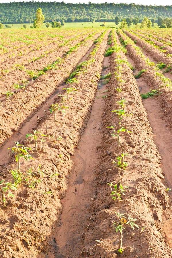 Cassava farm stock image. Image of fresh, color, corn - 48878979