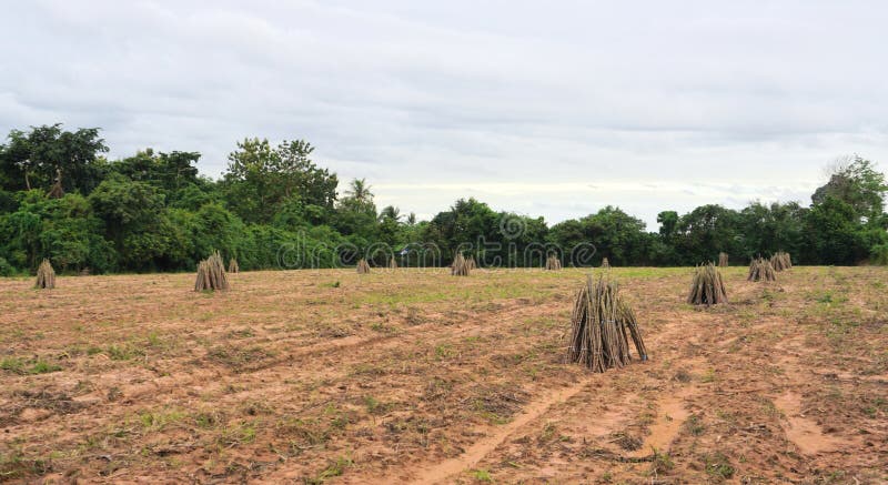 Cassava Farm, Prepare for Plantation of Cassava Tree Stock Image ...
