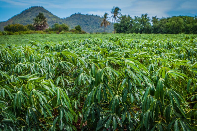 Cassava farm stock photo. Image of landscape, grow, blue - 76226844