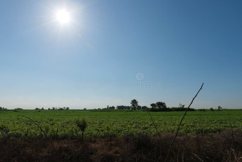 Cassava farm view stock image. Image of thailand, plant - 60519407