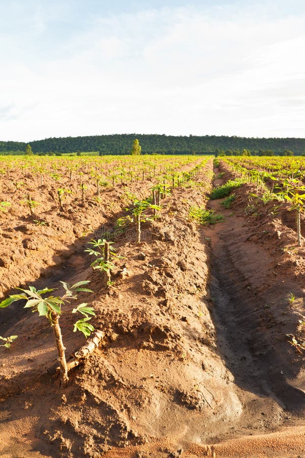 Cassava Farm, Countryside of Thailand Stock Photo - Image of sunny ...