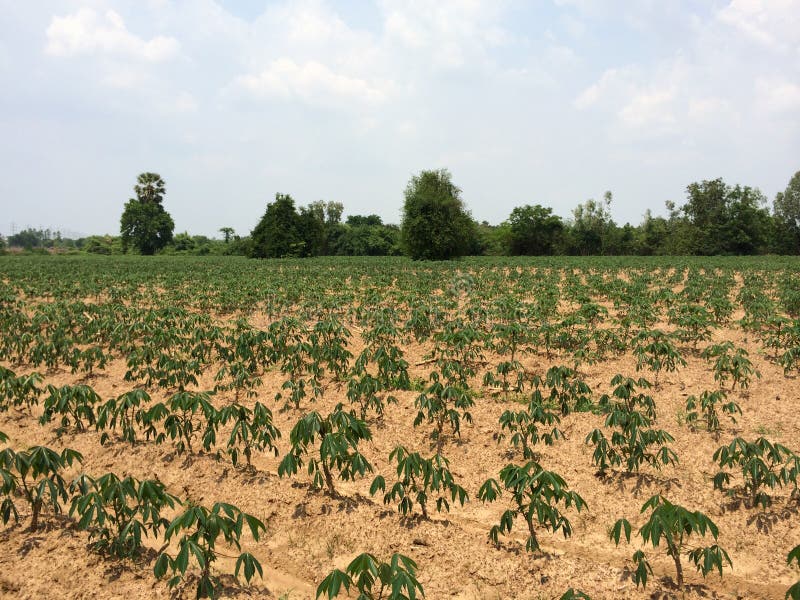 Cassava farming stock photo. Image of carbohydrates, agriculture - 39912676