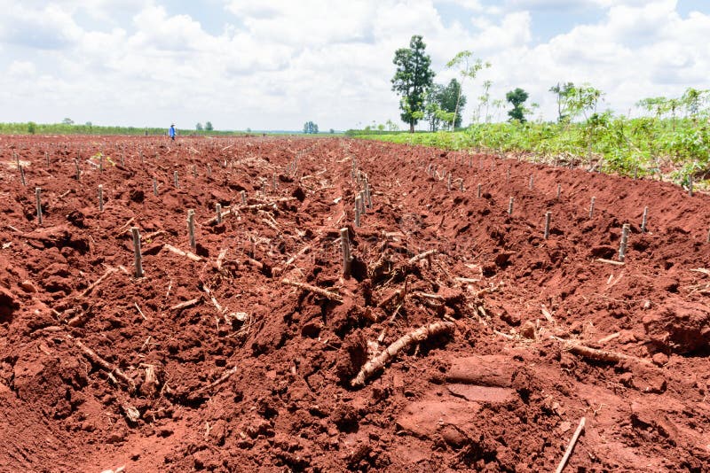 Cassava farming stock image. Image of leaf, green, background - 92598477