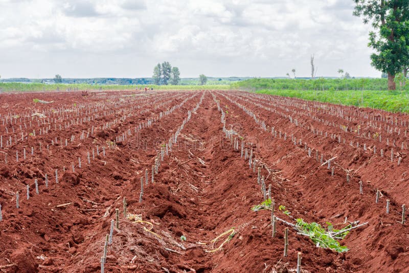 Cassava farming stock photo. Image of carbohydrates, agriculture - 39912676