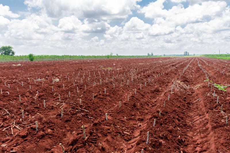 Cassava farming stock photo. Image of thailand, farmland - 92598516