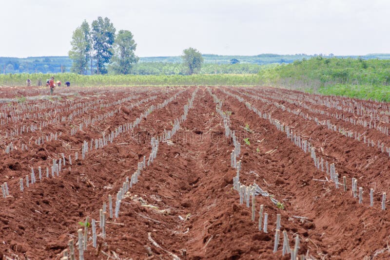 Cassava farming stock photo. Image of agriculture, outdoor - 92598896
