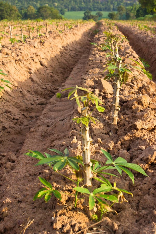 Cassava stock image. Image of cultivate, husbandry, agriculture - 33409509