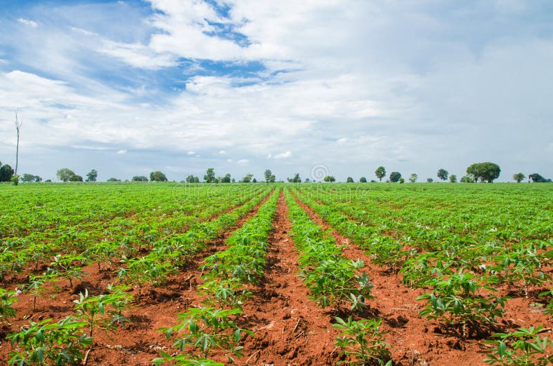 Cassava Farmland Agriculture Stock Photo - Image of outdoor, plant ...