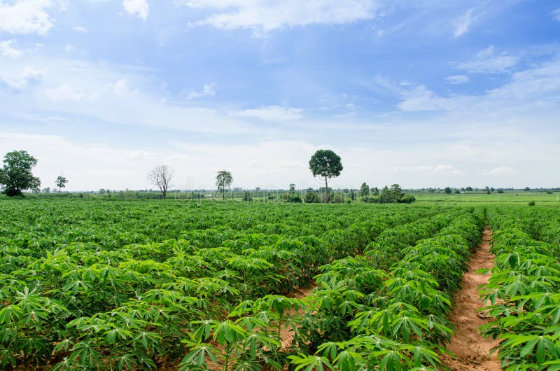 Cassava plant field. stock image. Image of cassava, rural - 21257955
