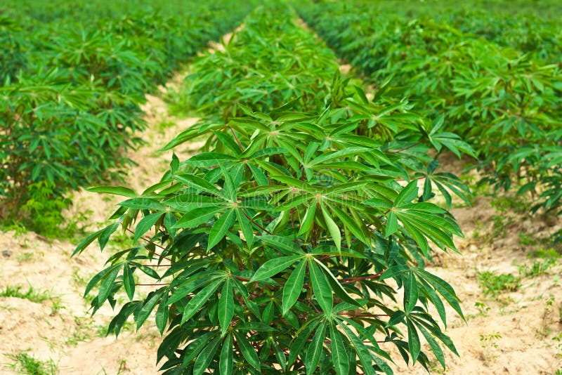 Cassava field stock image. Image of farm, rural, healthy - 20923401