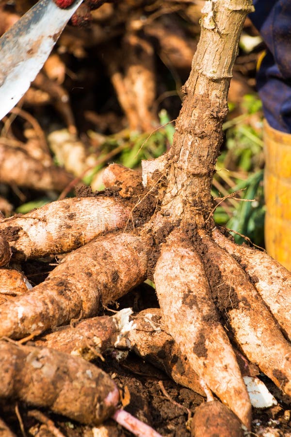 Cassava crop field stock image. Image of farmland, husbandry - 29840055