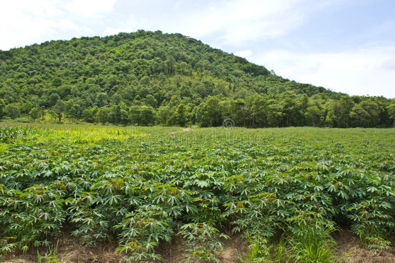 Cassava Field Near Mountain Stock Photo - Image of ground, background ...
