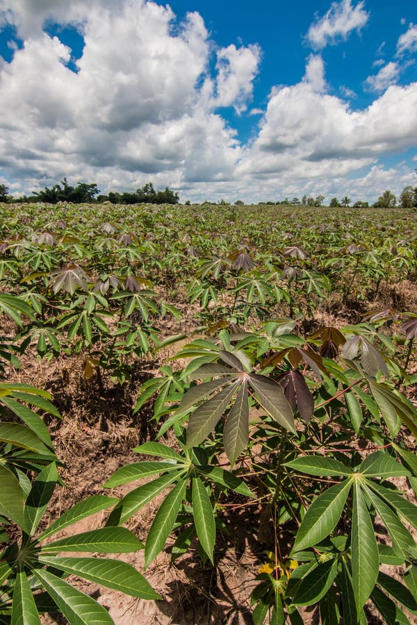 Cassava field stock image. Image of leaf, farm, garden - 44067483