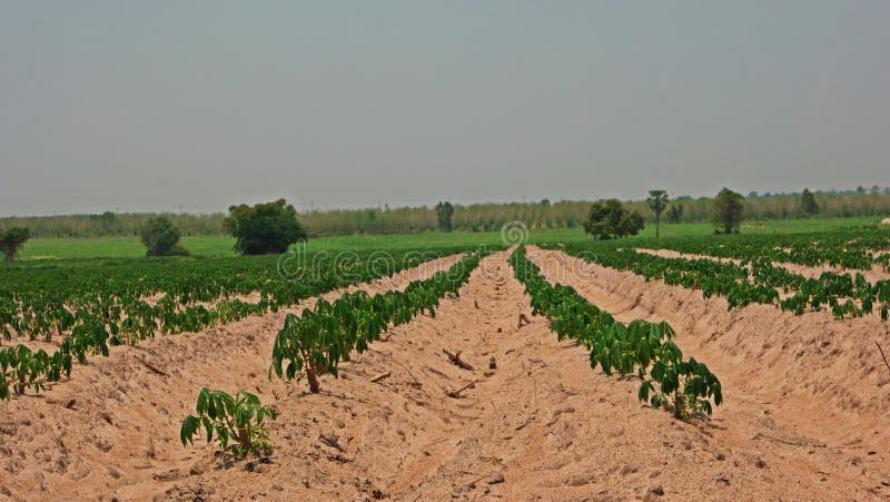 Cassava crop field stock image. Image of botany, crop - 29840037