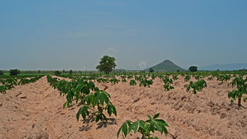 Cassava Field in Sandy Soil Stock Photo - Image of botany, grow: 91863786