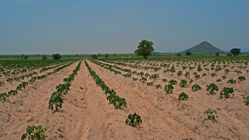 Cassava Field Sandy Soil Stock Photos - Free & Royalty-Free Stock ...