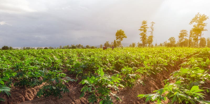 Cassava Field in Sandy Soil Stock Photo - Image of botany, grow: 91863786
