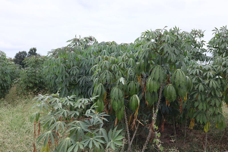 Cassava crops stock photo. Image of island, industry - 35134964