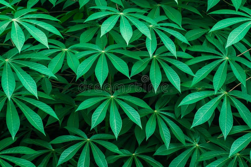 Cassava Green Leaves Pattern Stock Image - Image of growth, background ...