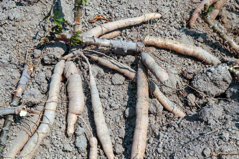 492 Yucca Tuber Stock Photos - Free & Royalty-Free Stock Photos from ...