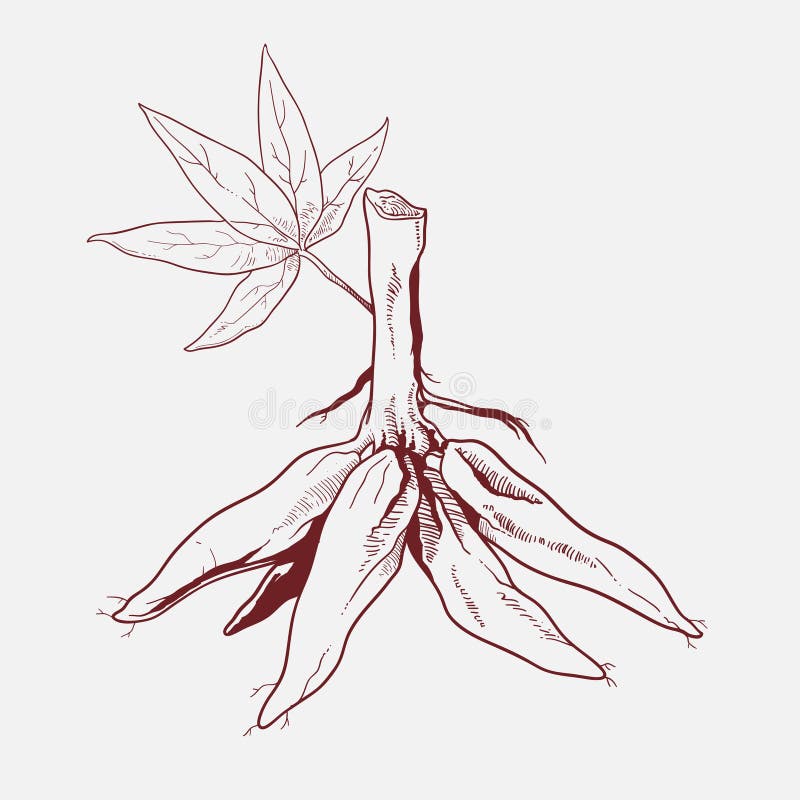 Cassava Hand Drawn Line Art Illustration Stock Illustration ... Cassava Hand Drawn Line Art Illustration Stock Illustration ...