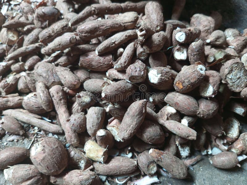 The Cassava Harvest is Quite Large Stock Photo - Image of agriculture ...