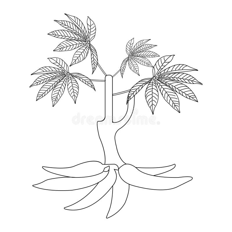 Cassava Plant Drawing