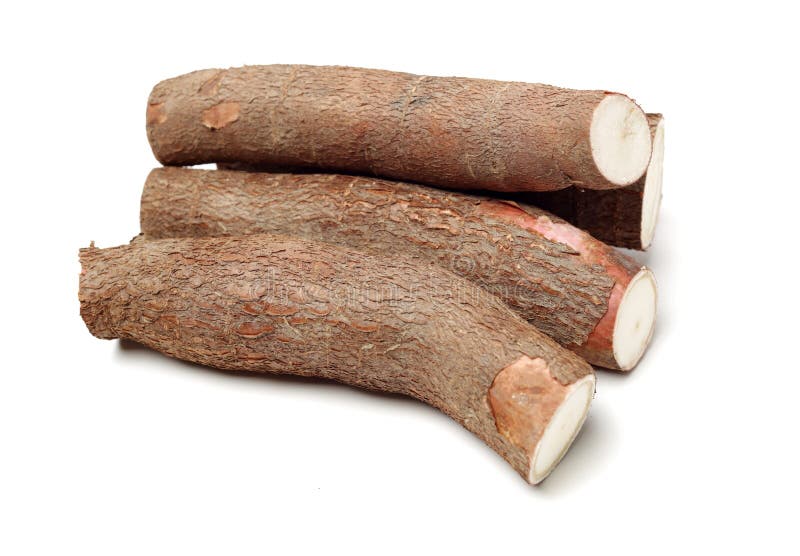 Cassava Isolated on White Background Stock Image - Image of healthy ...