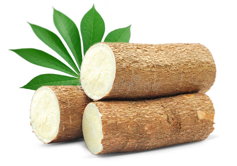 Cassava Isolated on White Background Stock Image - Image of wood, food ...