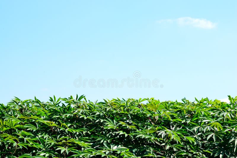 Cassava and Eucalyptus Plantation Stock Image - Image of woodland, soil ...