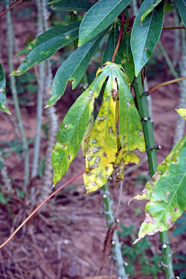Cassava Leaf Blight Disease, Plant Disease Stock Image - Image of ...