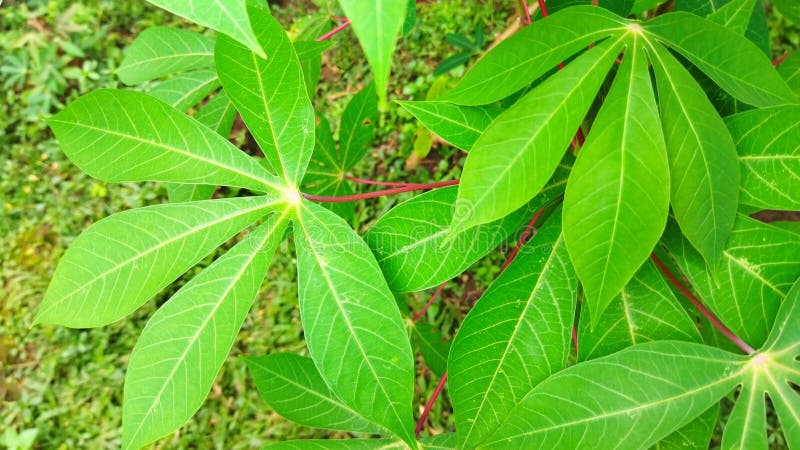 Cassava leaf colour stock image. Image of tree, green - 262327025